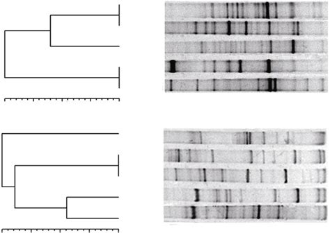 cluster analysis of the profiles obtained from dgge banding patterns