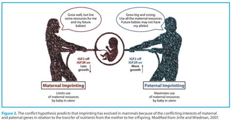 Epigenetics And Gender Specific Medicine Journal Of Sex And Gender