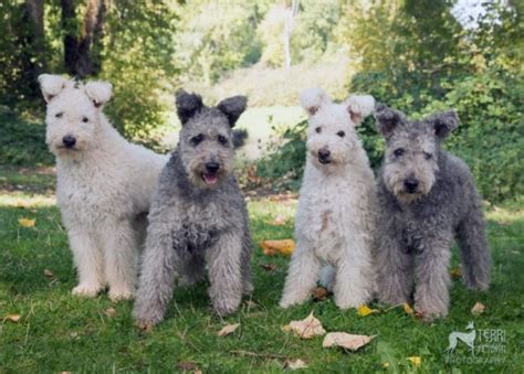 All About Pumi Dog Breed Origin Behavior Trainability Facts Puppy