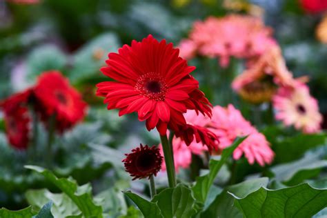 배경 화면 거베라 꽃 빨간 화단 7952x5304 1187863 배경 화면 Wallhere