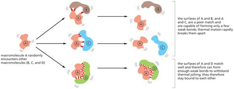 Macromolecules Diagram