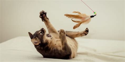 21 Best Toys To Keep Cats Entertained [2025 Reviews]