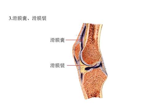 运动解剖学关节word文档在线阅读与下载无忧文档