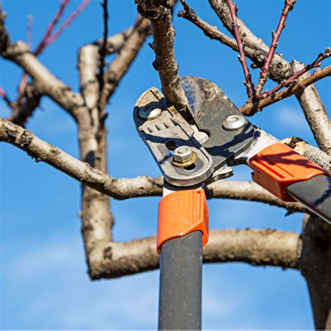 How To Prune Fruit Trees This Winter Get Bigger Better Fruit