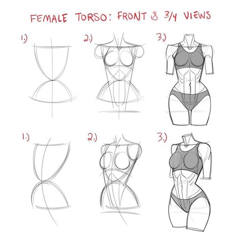 Human Body Drawing Drawing Female Body Female Torso