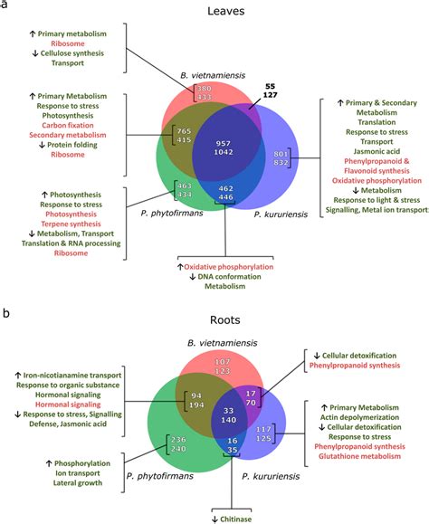 Comparative Analysis Of Rice Transcriptomic Response To Burkholderia Download Scientific