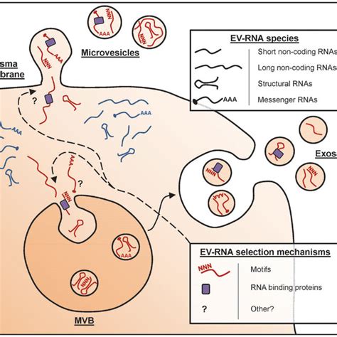 Formation Of Rna Containing Ev In Mammalian Cells Subpopulations Of Download Scientific