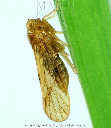 Rice Pests Object Detection Dataset By Pestdect