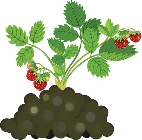 630 Campo De Fresas Ilustraciones De Stock Gráficos Vectoriales