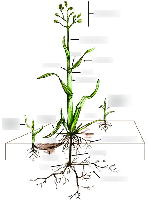 Grass Plant Structure Diagram Quizlet