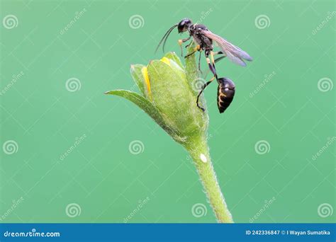 Sceliphron Curvatum Mud Dauber Invasive Wasp Is Collecting Mud For Nest Stock Image