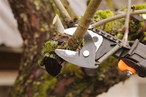 The Best Tree Trimming Tools To Own Pope Tree Service