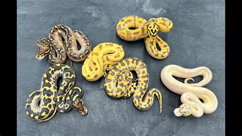 Amazing Leopard Freeway Ball Python Combos These Things Are Wild