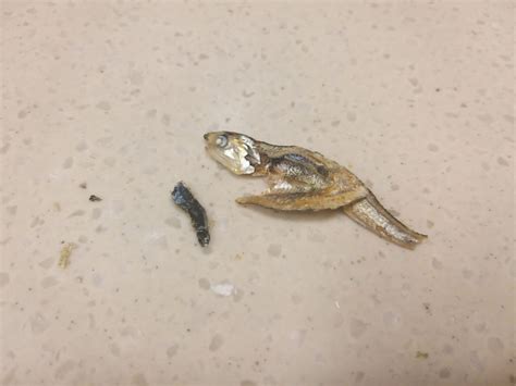 멸치똥 제거하는 간단한 방법 2가지와 멸치 보관법