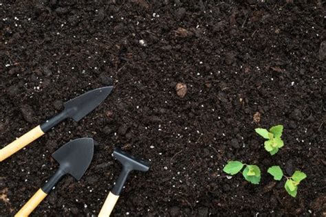 How To Add Calcium To Soil Plus Types To Consider The Practical Planter