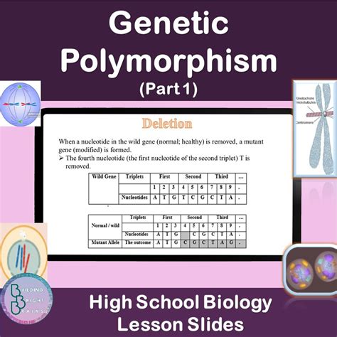 genetic polymorphism part 1 powerpoint lesson slides high school