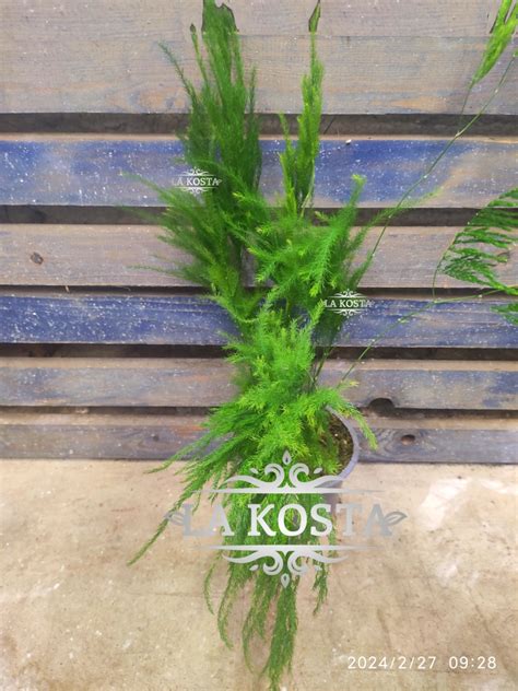 Купить Аспарагус Сетацеус пирамидалис МОСКВА от 1430 рублей, доставка