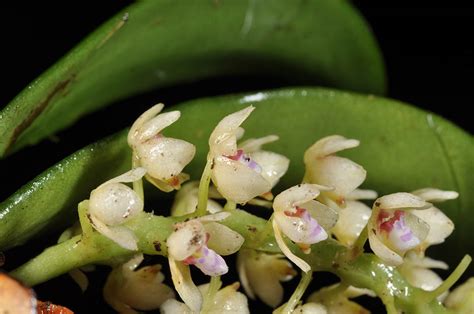 Tuberolabium Quisumbingii Orchidaceae