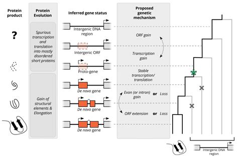 Molecular Evolution And Bioinformatics Droseu