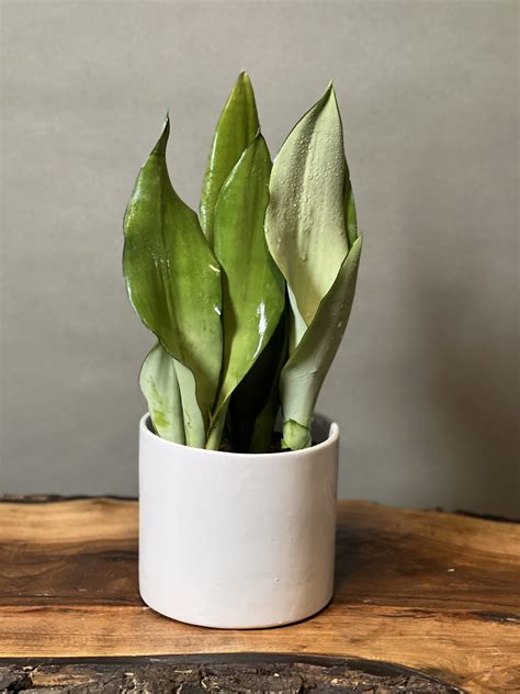 خرید و قیمت گیاه سینگونیوم