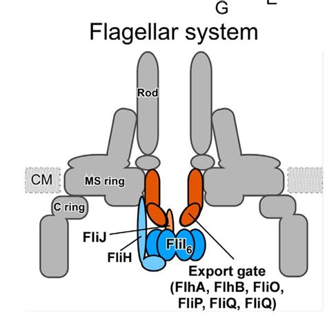 Structure Of Rotary Atpases And Rotors A Schematic Model Of Download Scientific Diagram