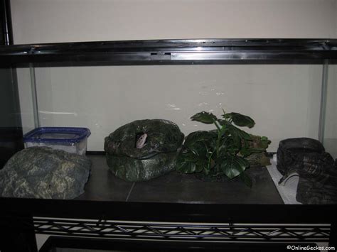 Gecko Terrarium Tiles At Samuel Donohoe Blog