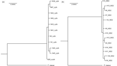 Phylogenetic Tree Reconstructions Based On Bayesian Inference Bi Download Scientific Diagram