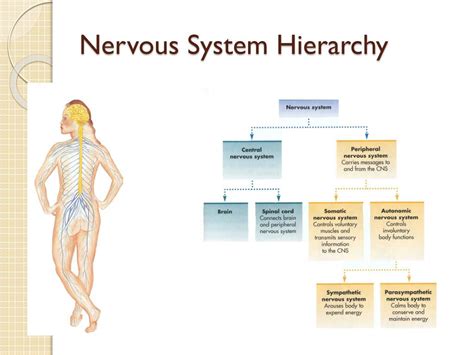 ppt neuroscience and behavior powerpoint presentation free download id 1882060