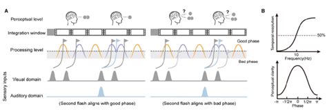 Hypothesized Phase Resetting Model Of Perceptual Processing A The Download Scientific
