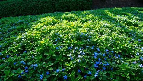 25 Beautiful Garden Ground Cover Ideas That Transform Any Yard Low
