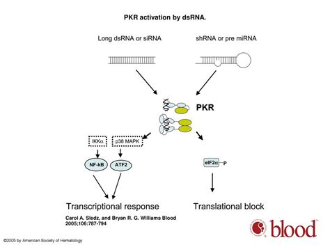 Rna Interference In Biology And Disease Ppt Download