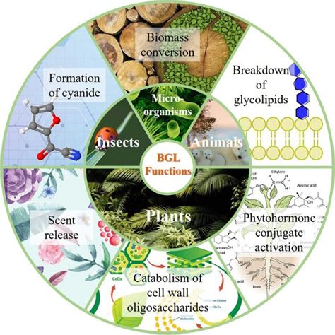 Functions Of Bgl In Natural Organisms Download Scientific Diagram