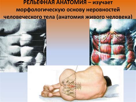 Введение в анатомию человека презентация онлайн