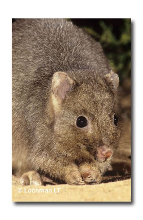 Burrowing Bettong Lochman Transparencieslochman Transparencies