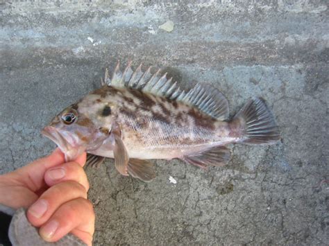 Brown Rockfish Sf Muni