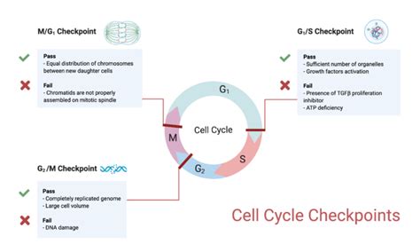 Cell Cycle Regulation By Checkpoints The Science Notes