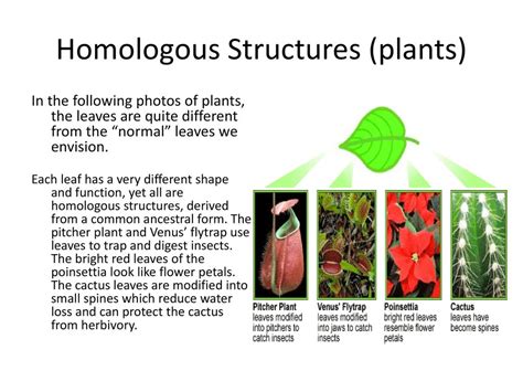 Homologous Structures In Plants