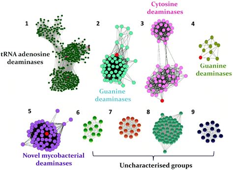 Nucleobase Deaminases A Potential Enzyme System For New Therapies Rsc Advances Rsc