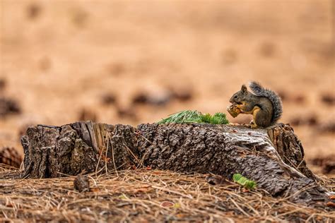 Douglas Squirrel 03 — Bam Originals Nature Content