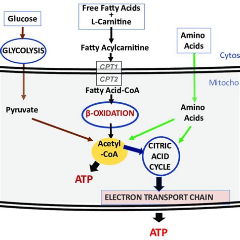PDF The Role Of L Carnitine In Kidney Disease And Related Metabolic Dysfunctions