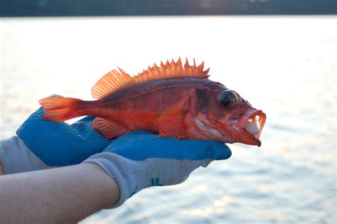 Redfish Re Opening Getting It Wrong