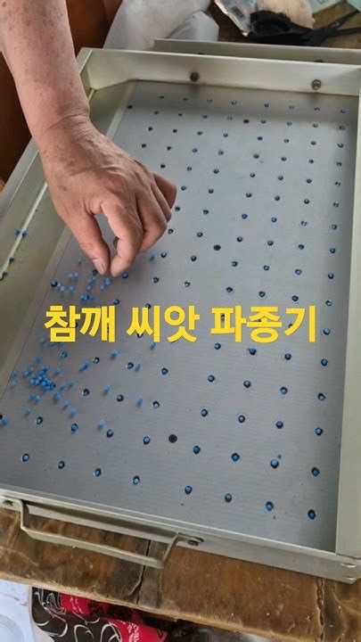 코팅 참깨 씨앗 파종 128구 30판 Youtube