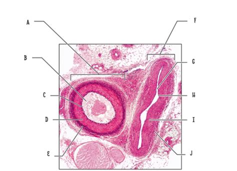 Blood Vessel Layers Flashcards Quizlet