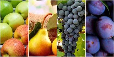 Ціни на фрукти злетіли на 80 які позиції подорожчають ще більше ХВИЛЯ