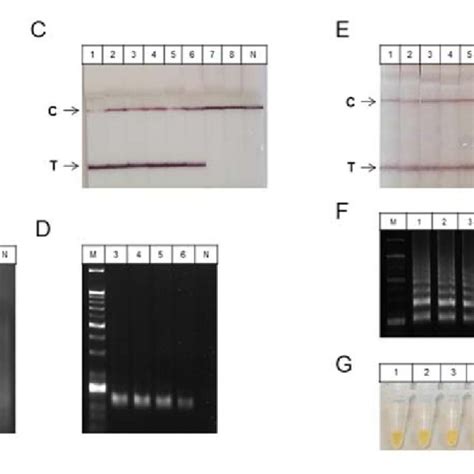 Sensitivities Of Rt Rpa Rt Hda And Rt Lamp Assays For Sars Cov 2