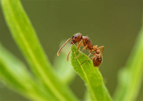 The Ant Theory Of Humanity