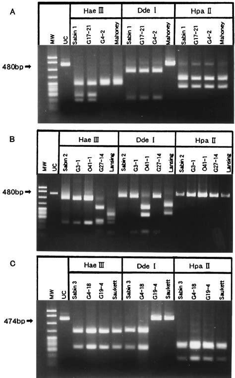Rflp Patterns Of The Reference Strains And Isolates Reference Strains