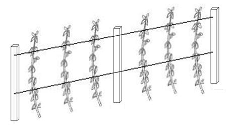 Raspberry Best Way To Trellis Raspberries