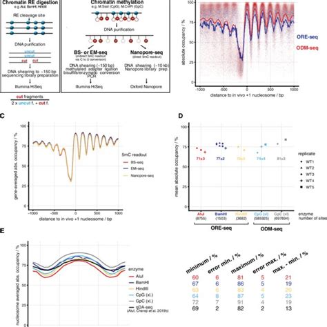 Genome Wide Absolute Occupancy Measurement By Restriction Enzymes And