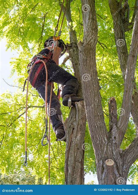 Working Female Tree Surgeon Stock Photo Image Of Chainsaw Outside